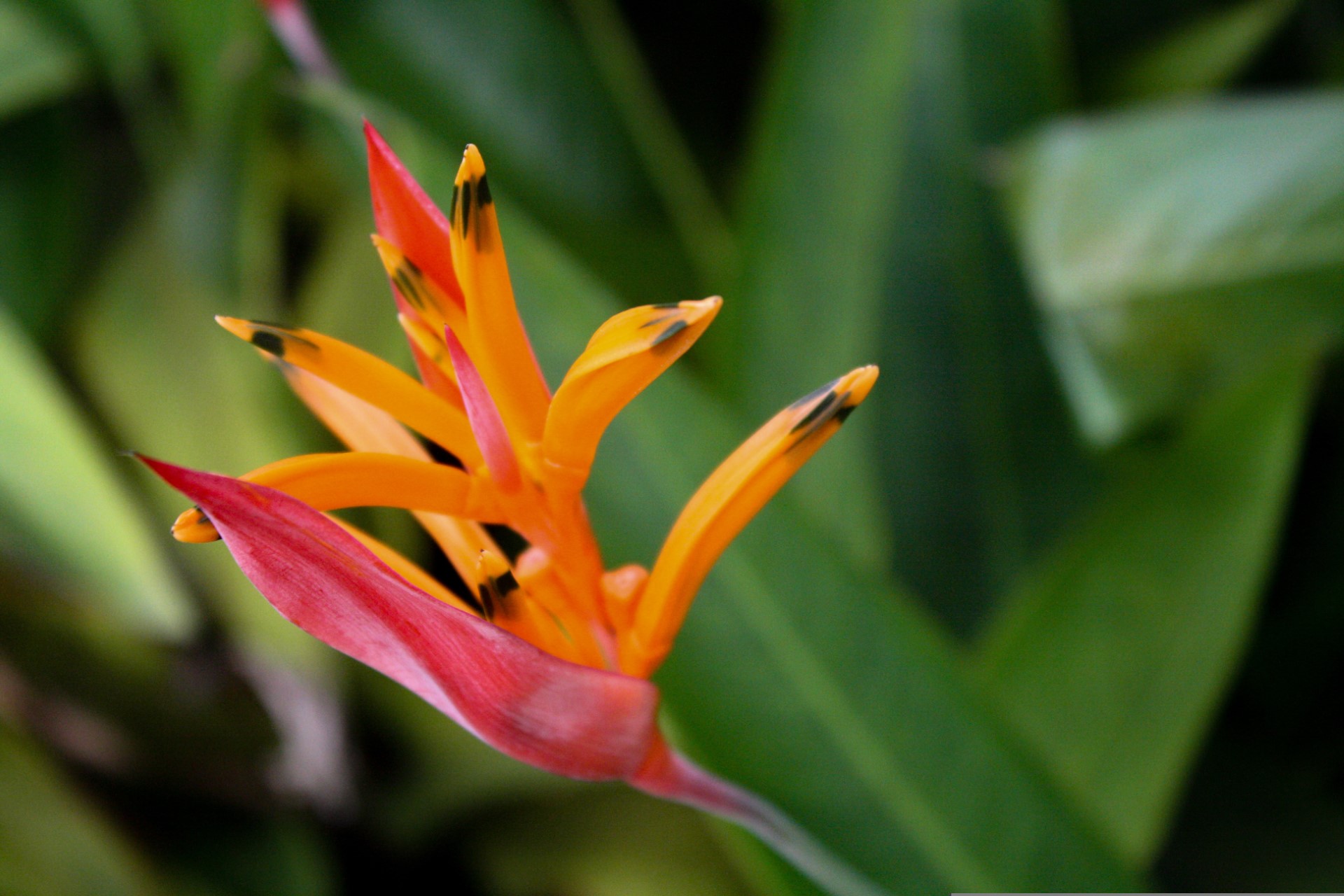Flower World Discover Antigua Barbuda