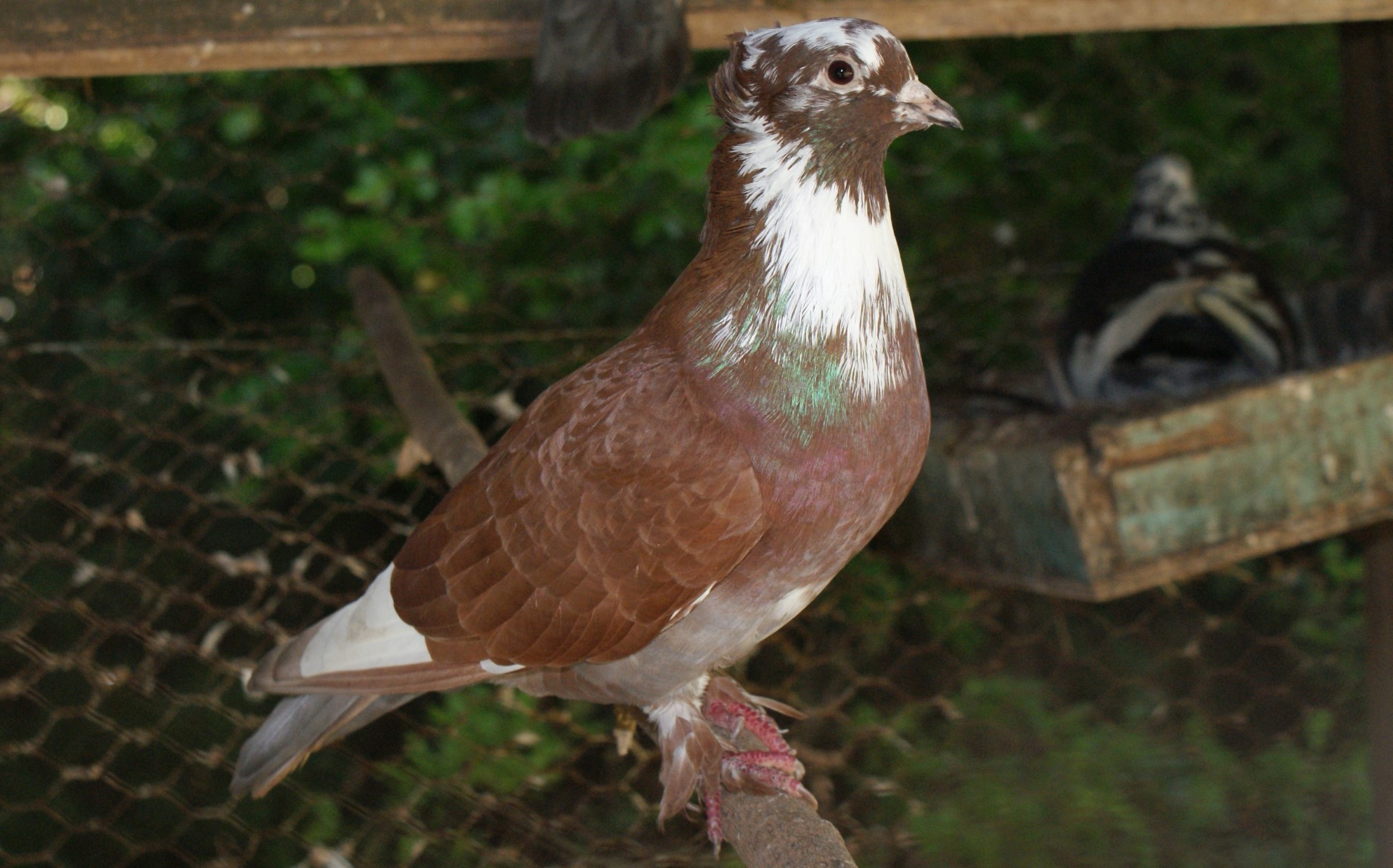 Wadadli Animal Nature Park Discover Antigua Barbuda